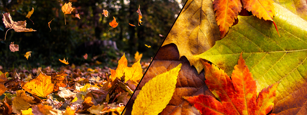 Falling for the Colours - Hamilton City Magazine