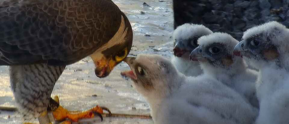 Hamilton’s peregrine falcons: A brief history - Hamilton City Magazine