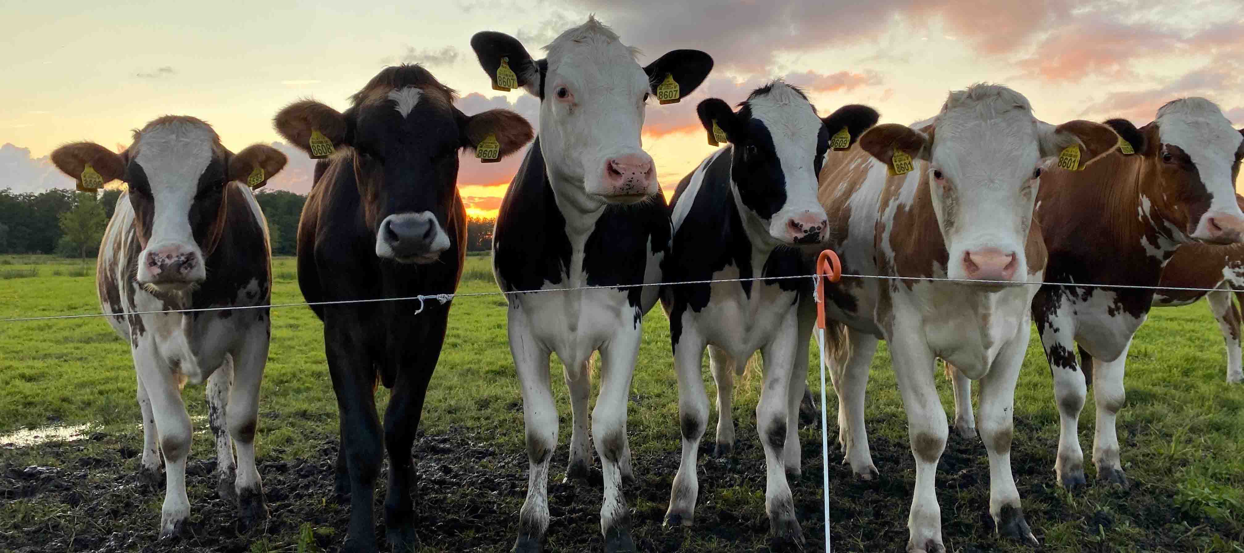 Think global, eat local - Hamilton City Magazine