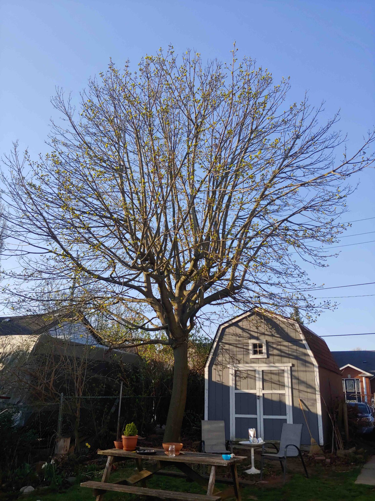 What to consider when choosing a tree - Hamilton City Magazine