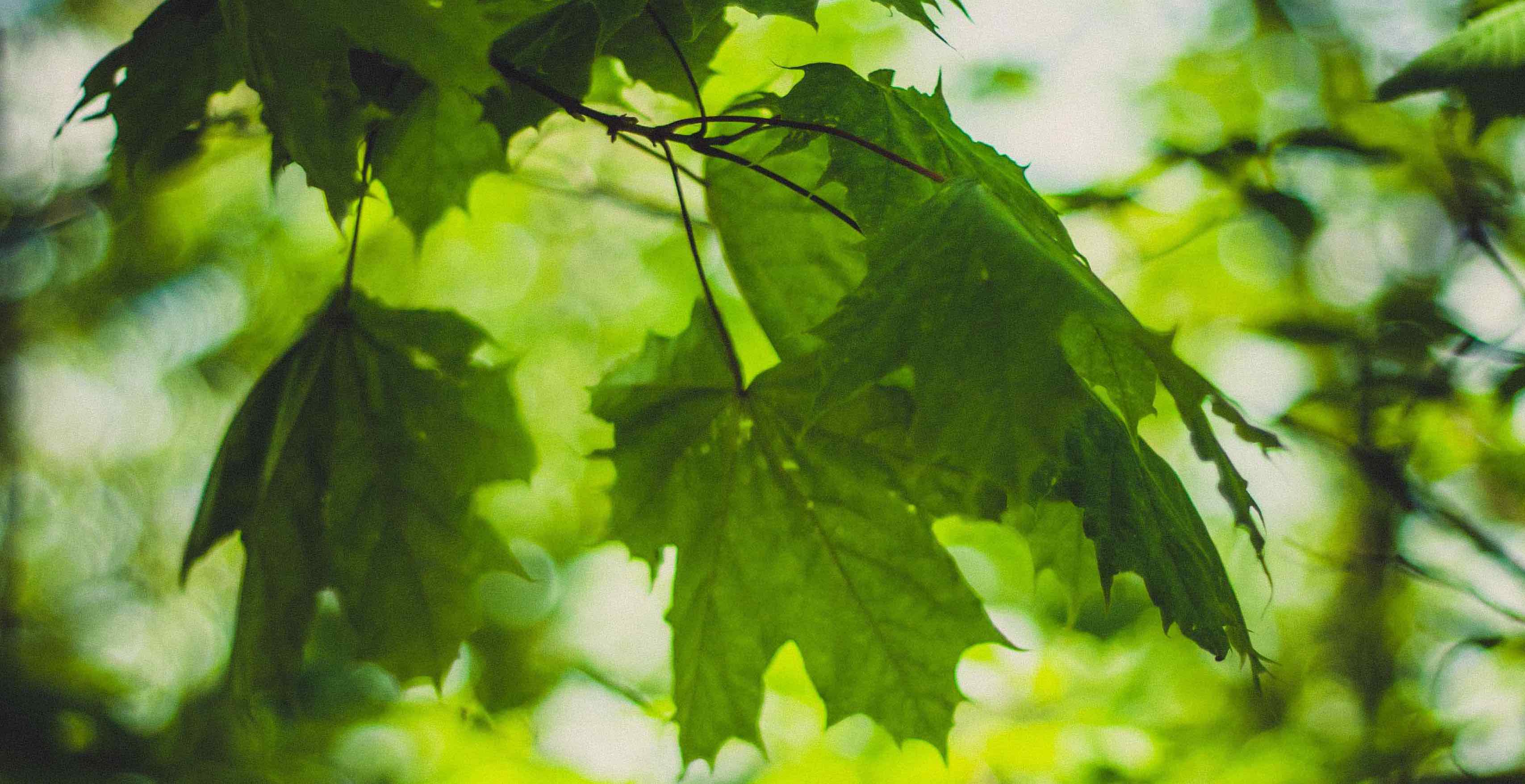 What to consider when choosing a tree - Hamilton City Magazine