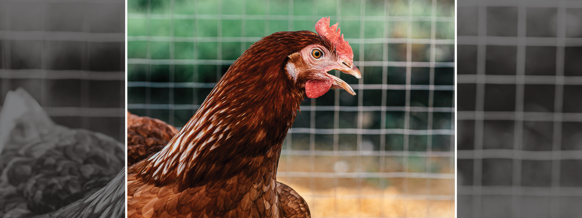 Hamilton is chickening out on backyard fowl - Hamilton City Magazine