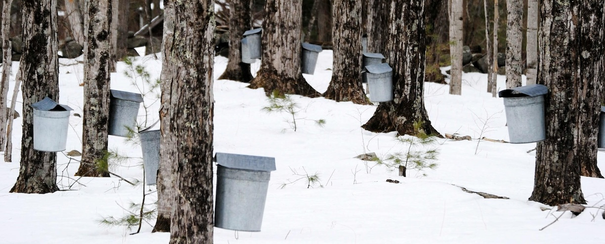 Maple syrup is a tasty rite of spring - Hamilton City Magazine