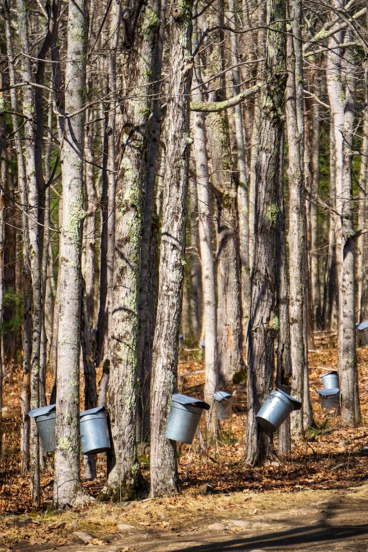 Maple syrup is a tasty rite of spring - Hamilton City Magazine