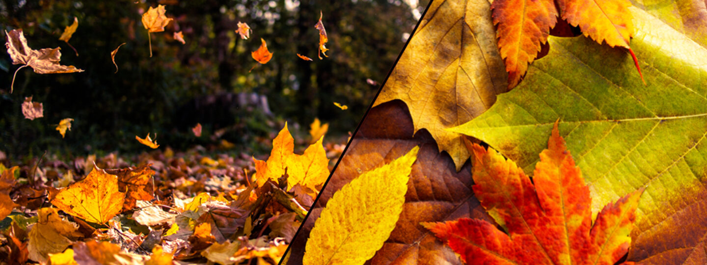 Falling for the Colours - Hamilton City Magazine